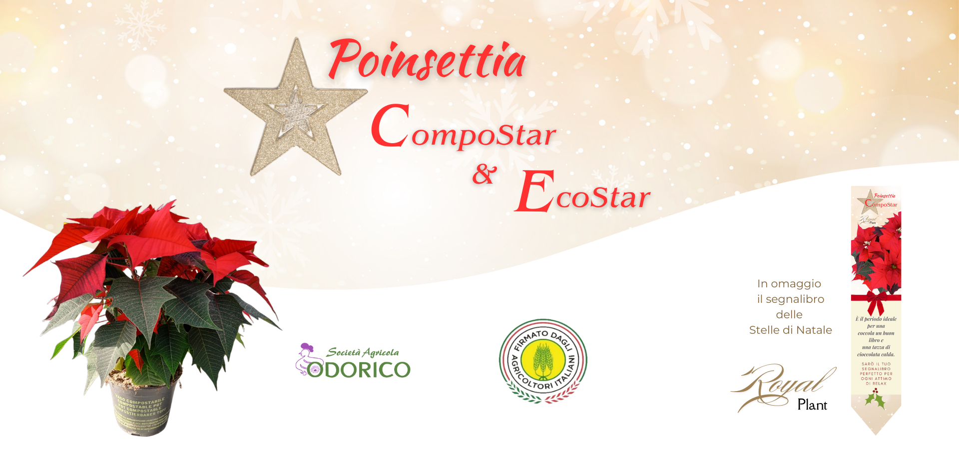 La Stella di Natale Sostenibile